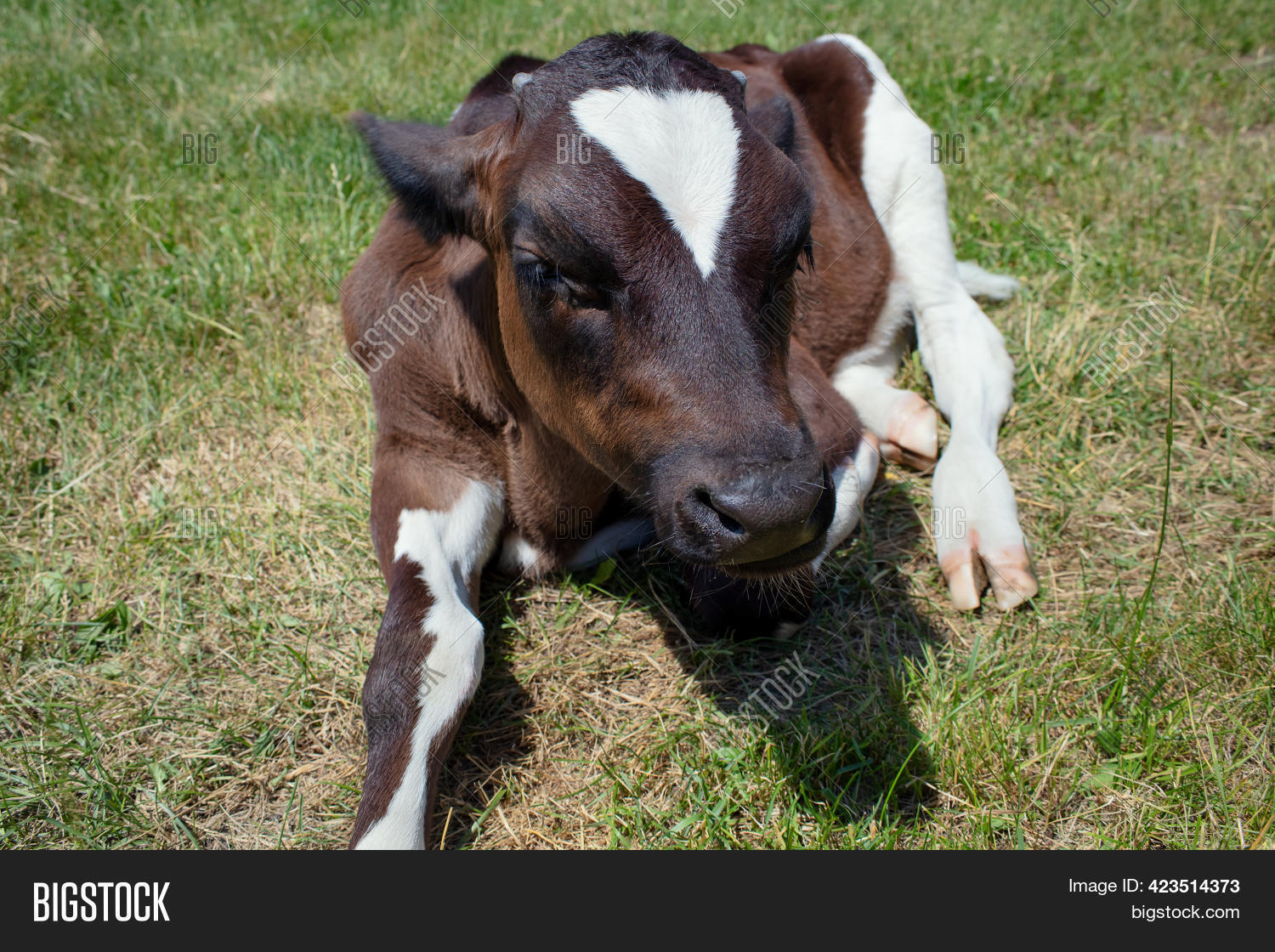 Calf Lying Down Green Image & Photo (Free Trial) | Bigstock
