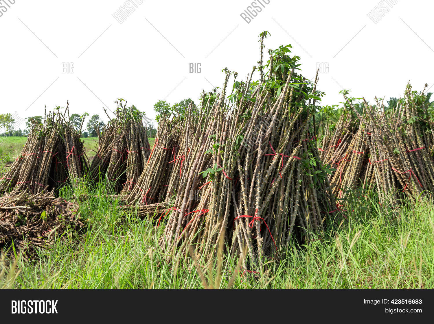 Tapioca Fields. Grow Image & Photo (Free Trial) | Bigstock