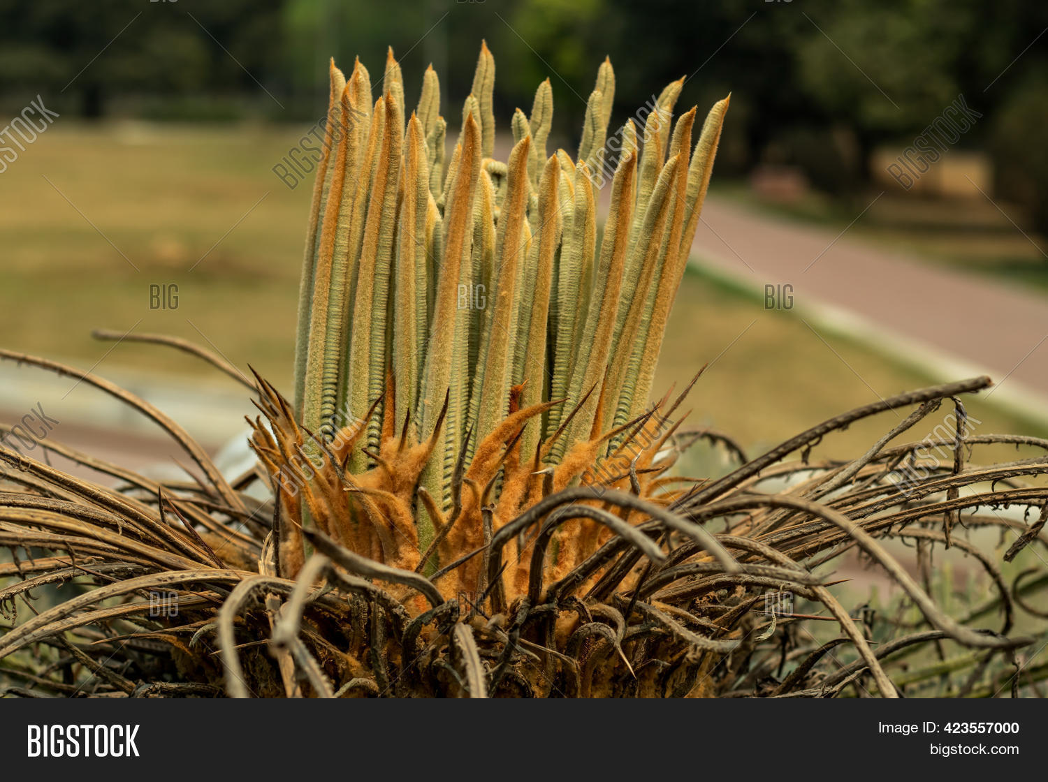 Sago Palm Palm-like Image & Photo (Free Trial) | Bigstock