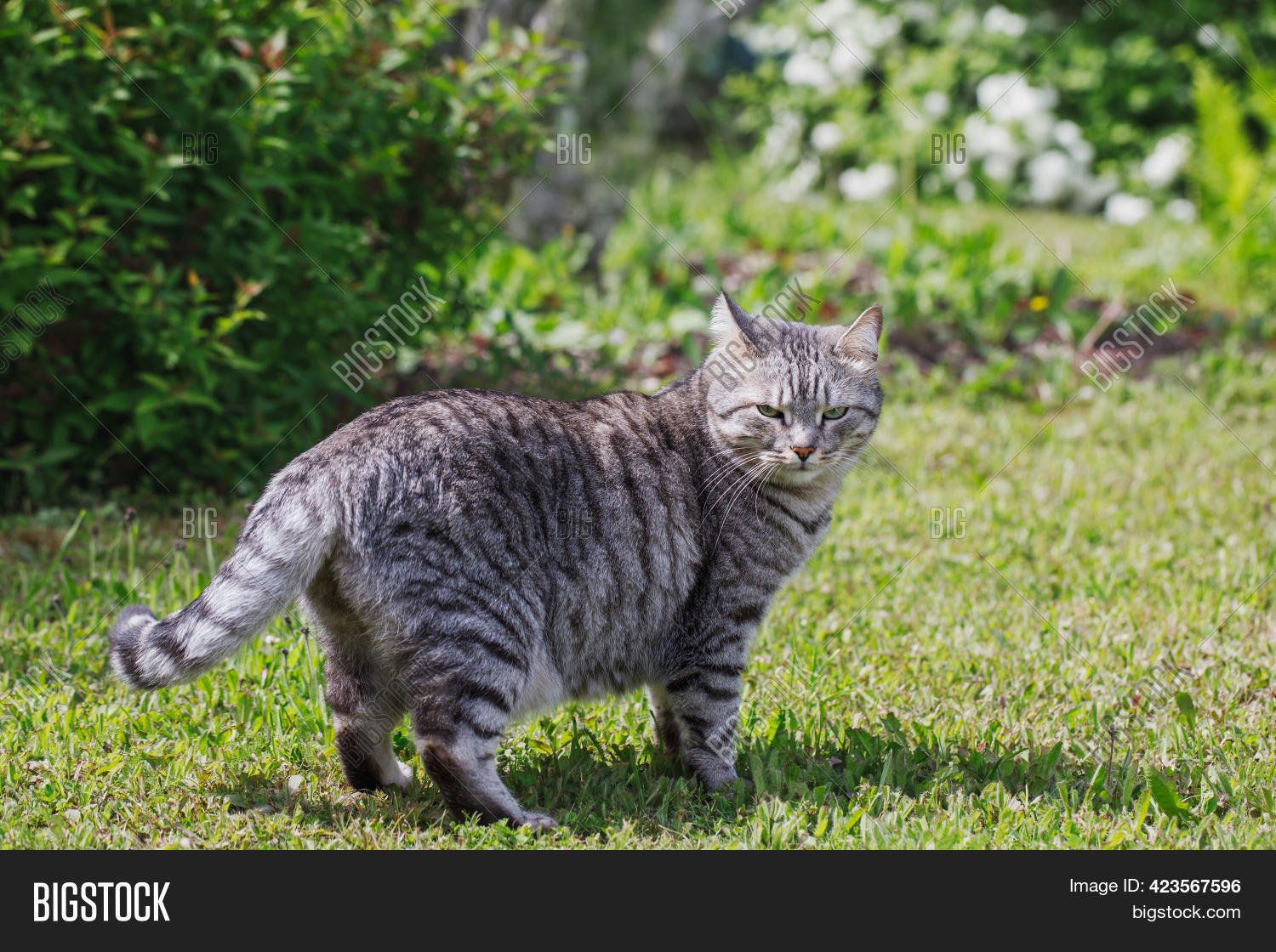 Gray Mongrel Cat Walks Image & Photo (Free Trial) | Bigstock