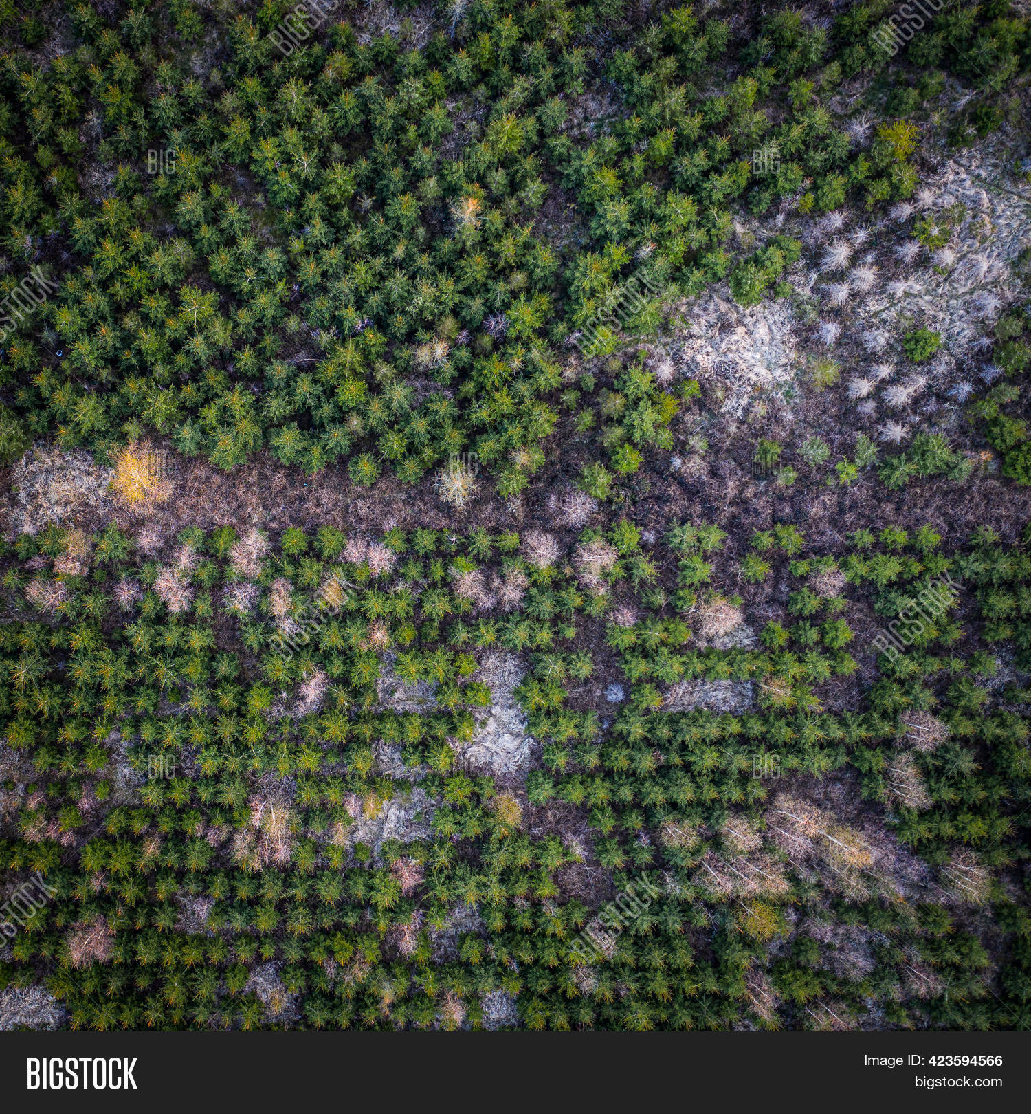 Aerial View Coniferous Image & Photo (Free Trial) | Bigstock