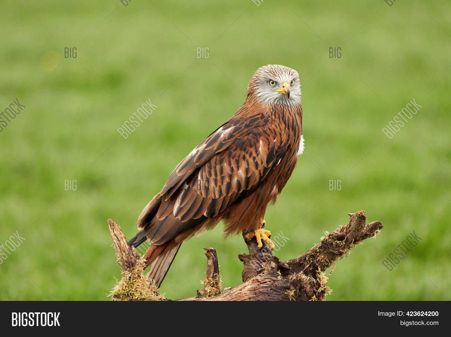 Kite Bird Of Prey