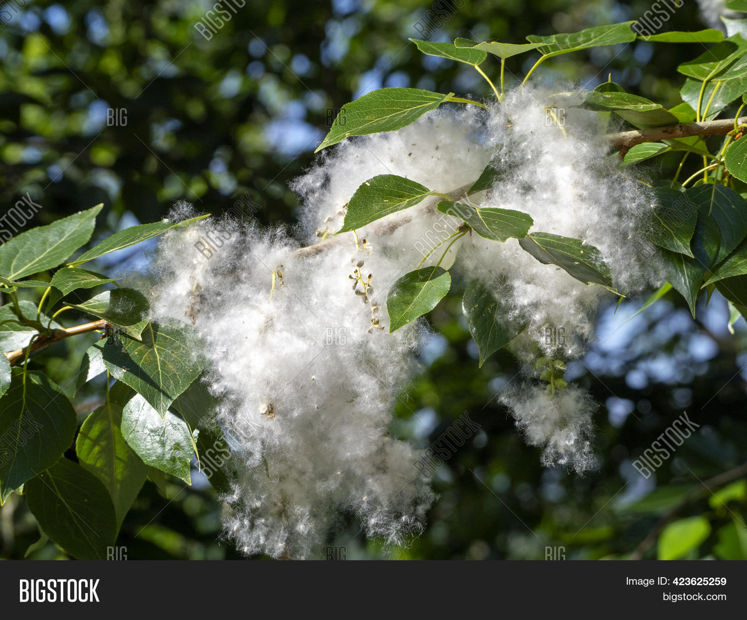 Poplar Seeds On Branch Image & Photo (Free Trial) | Bigstock