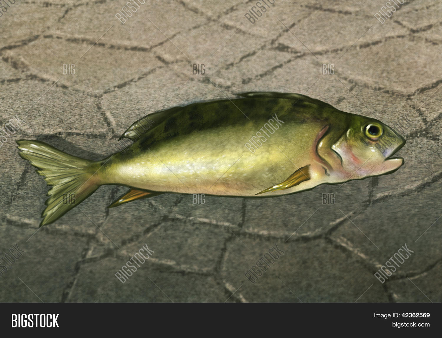 Fish Out Water - Image & Photo (Free Trial) | Bigstock