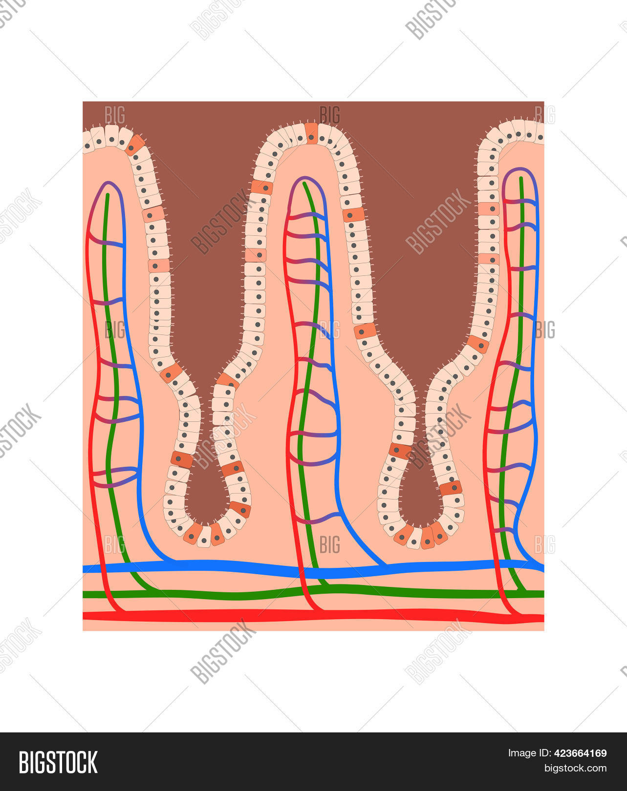 Intestinal Villi Image & Photo (Free Trial) | Bigstock