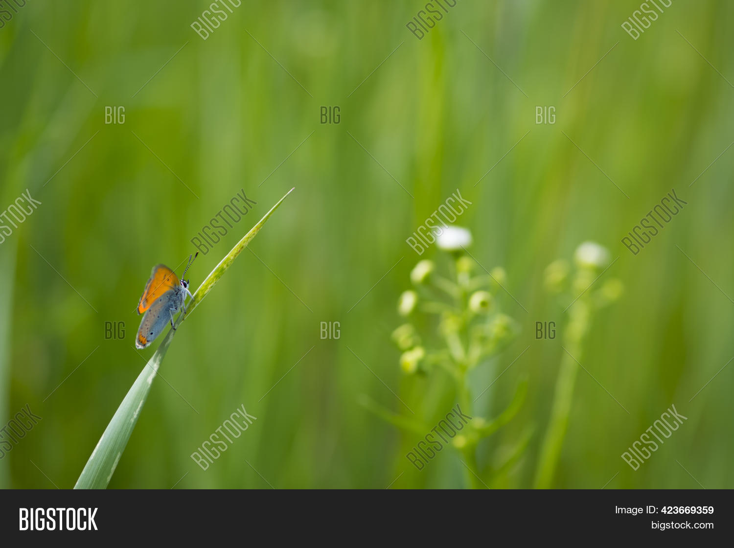 Small Copper, Lycaena Image & Photo (Free Trial) | Bigstock
