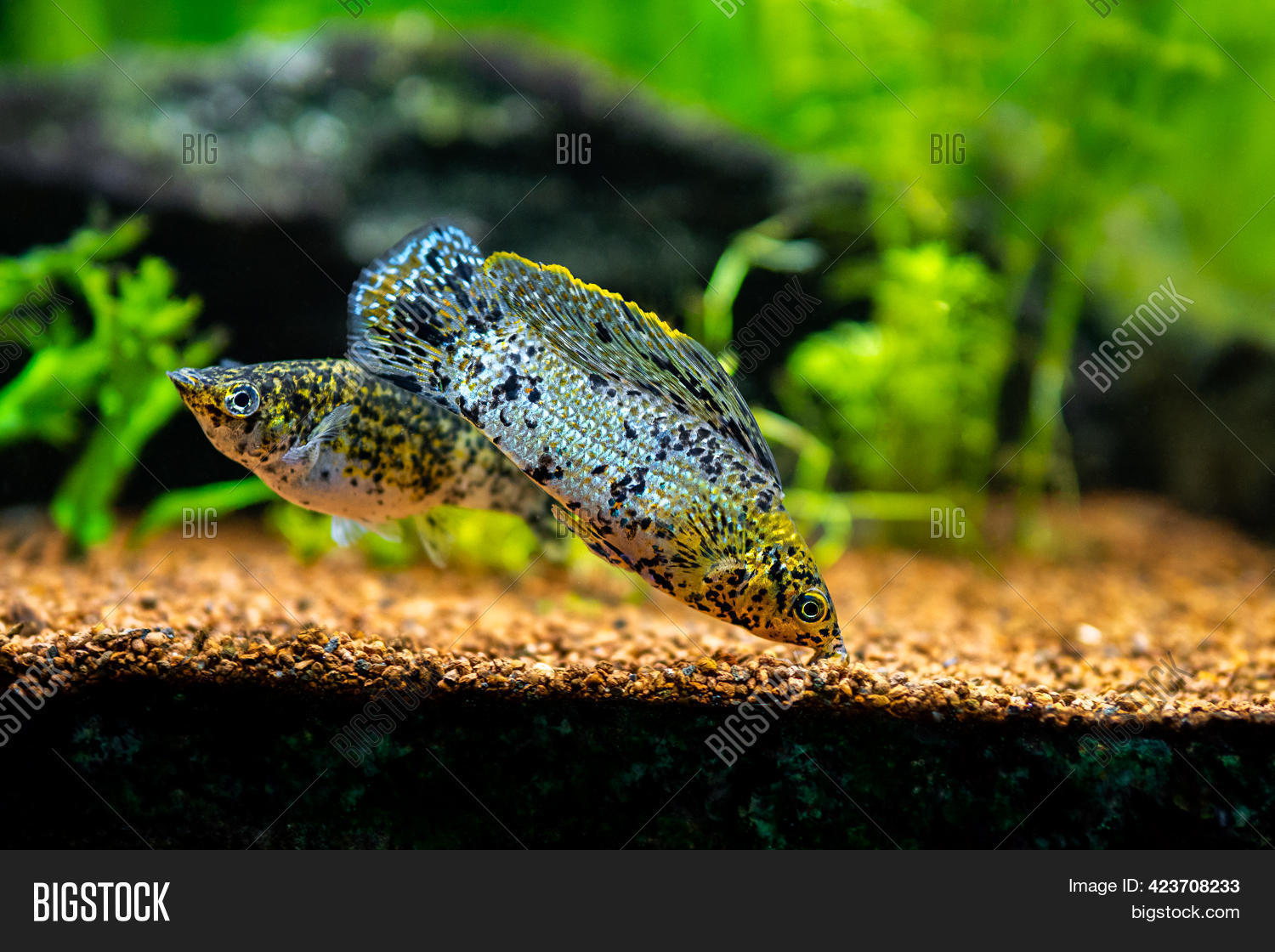 Sailfin Molly ( Image & Photo (Free Trial) | Bigstock