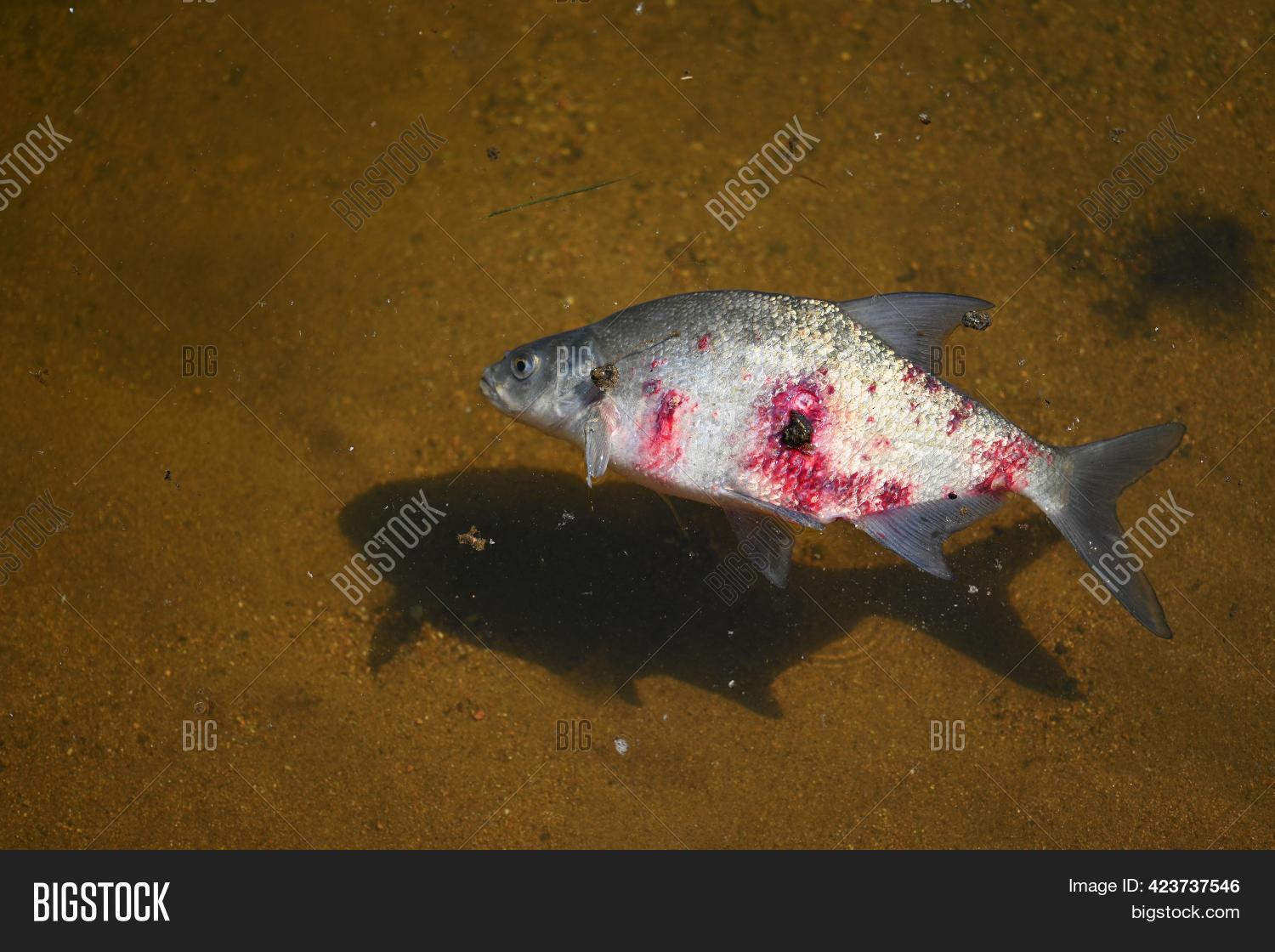 Dead Fish Bloody Wound Image & Photo (Free Trial) | Bigstock