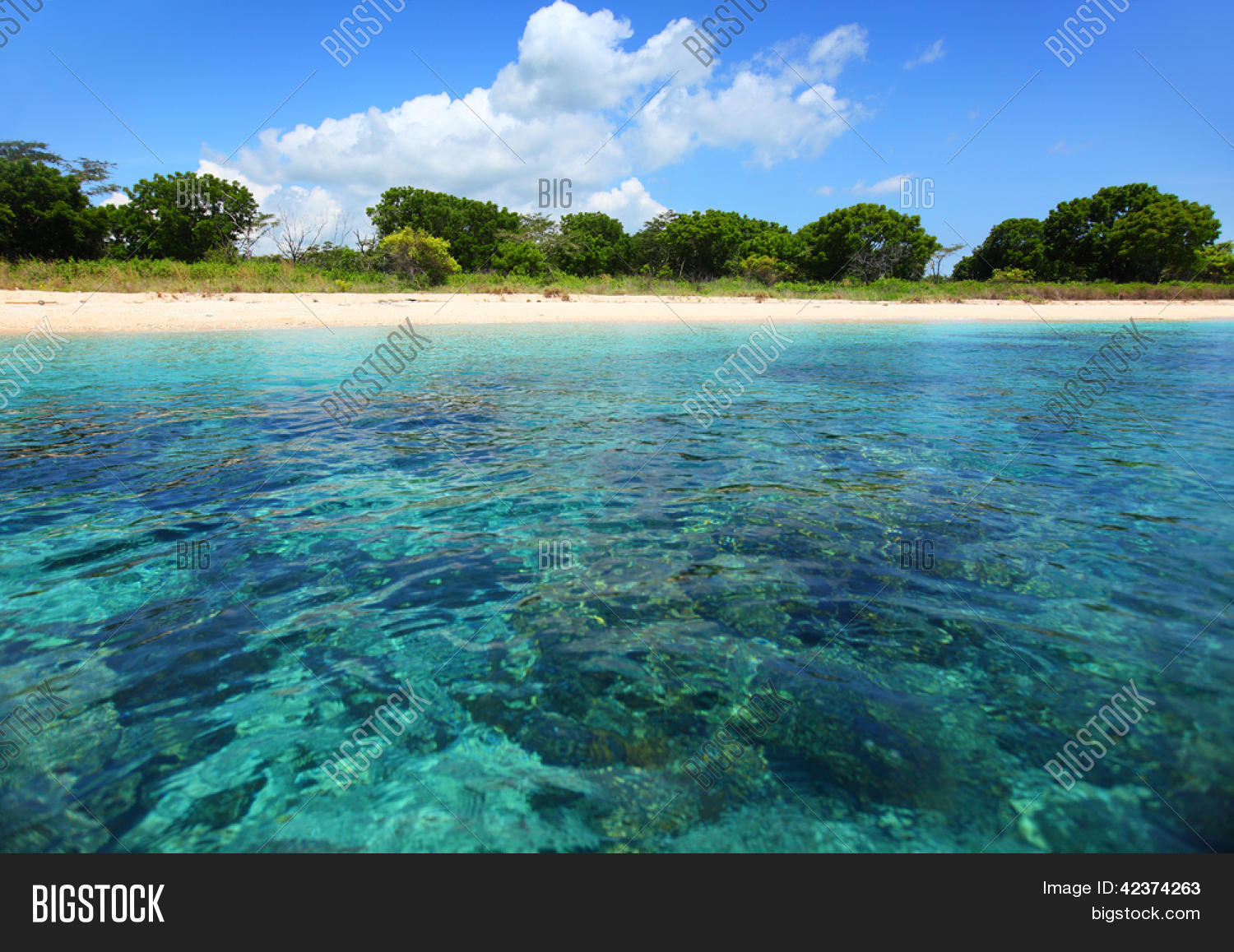 Coral Reefs Shallow Image & Photo (Free Trial) | Bigstock
