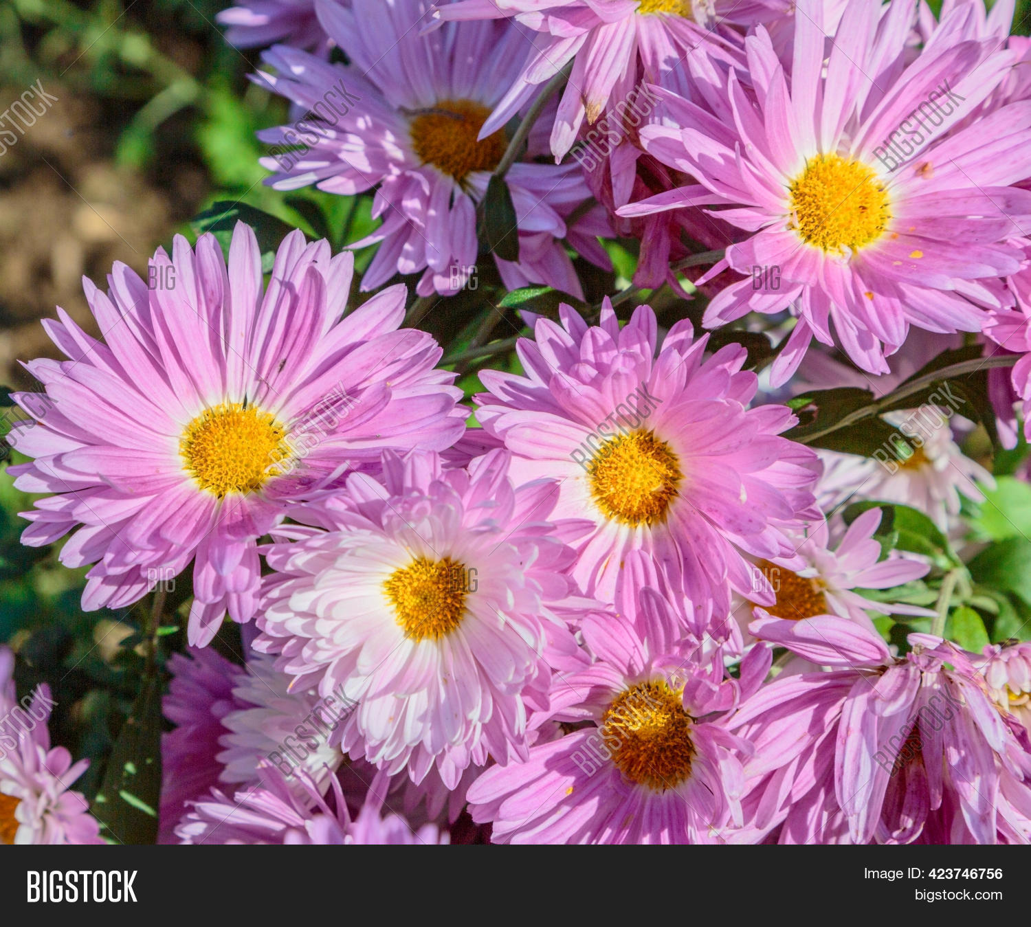 Summer Field Pink Image & Photo (Free Trial) | Bigstock