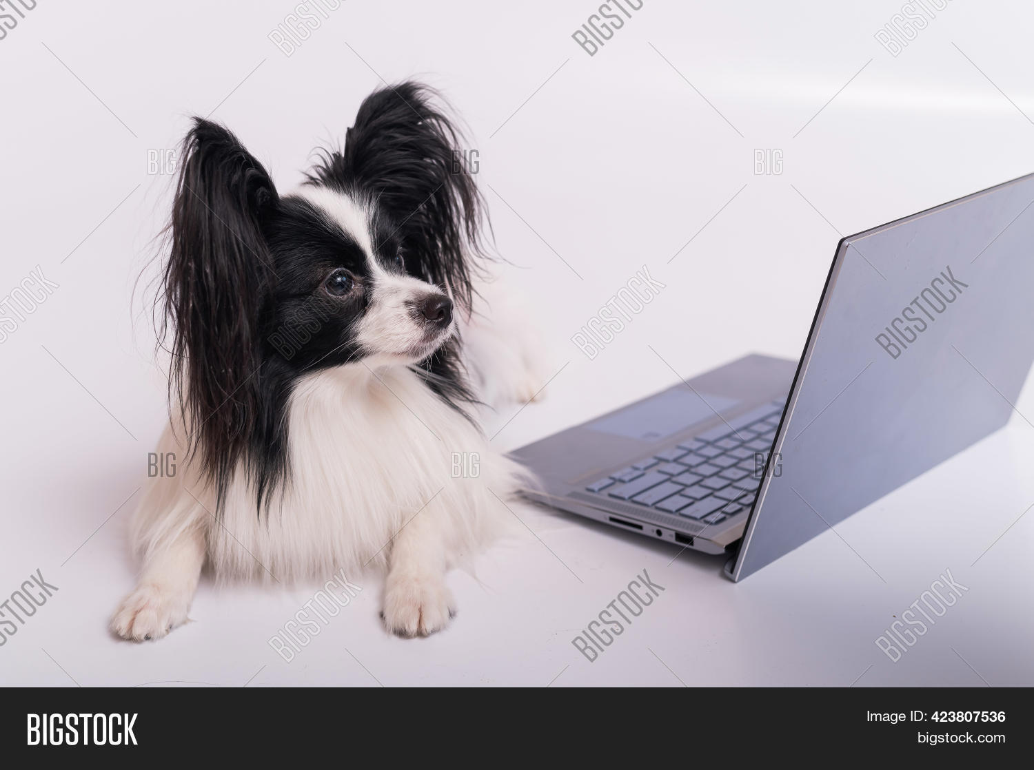 Smart Dog Papillon Image & Photo (Free Trial) | Bigstock