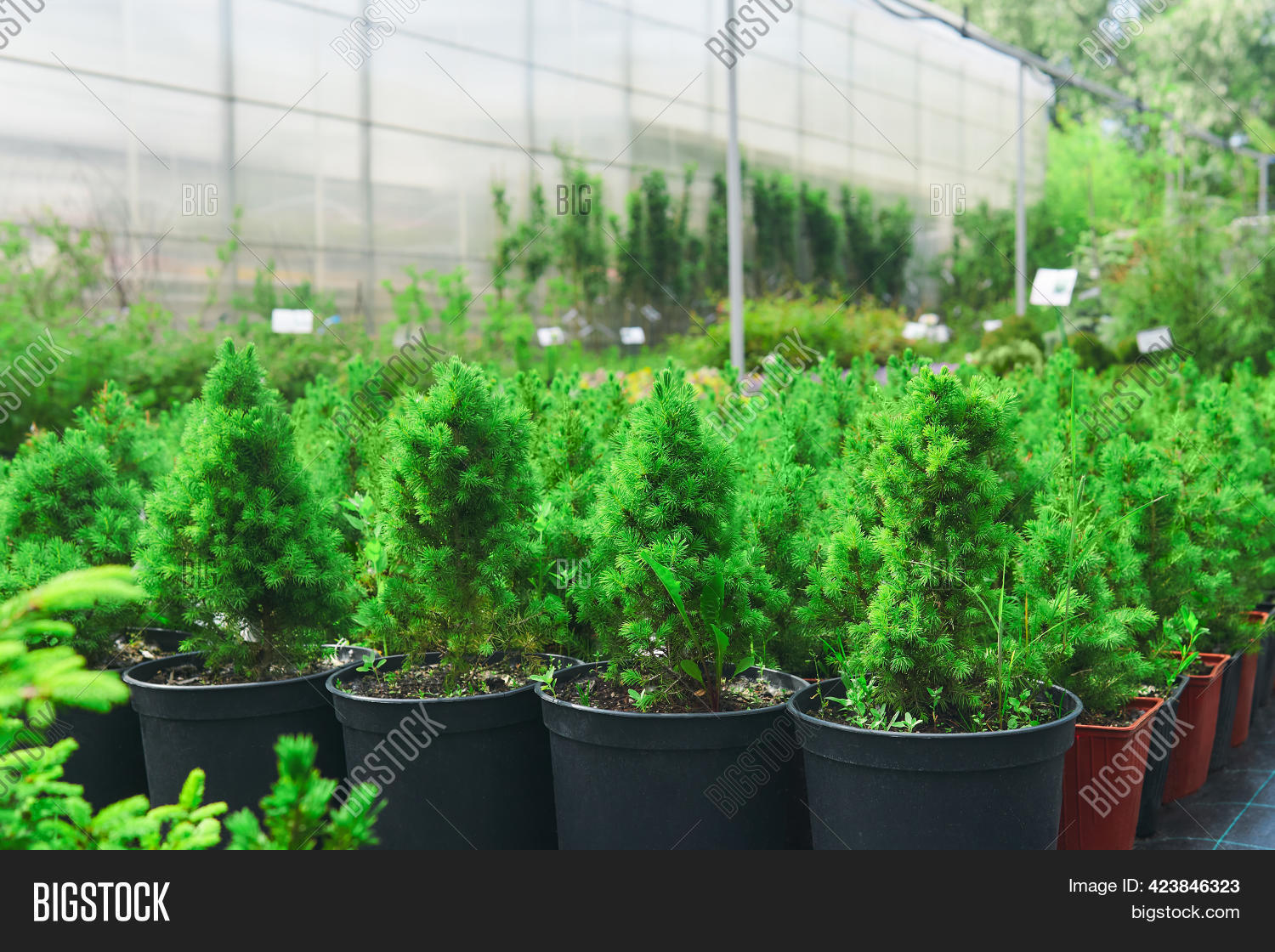 Seedlings Conifers Image & Photo (Free Trial) | Bigstock