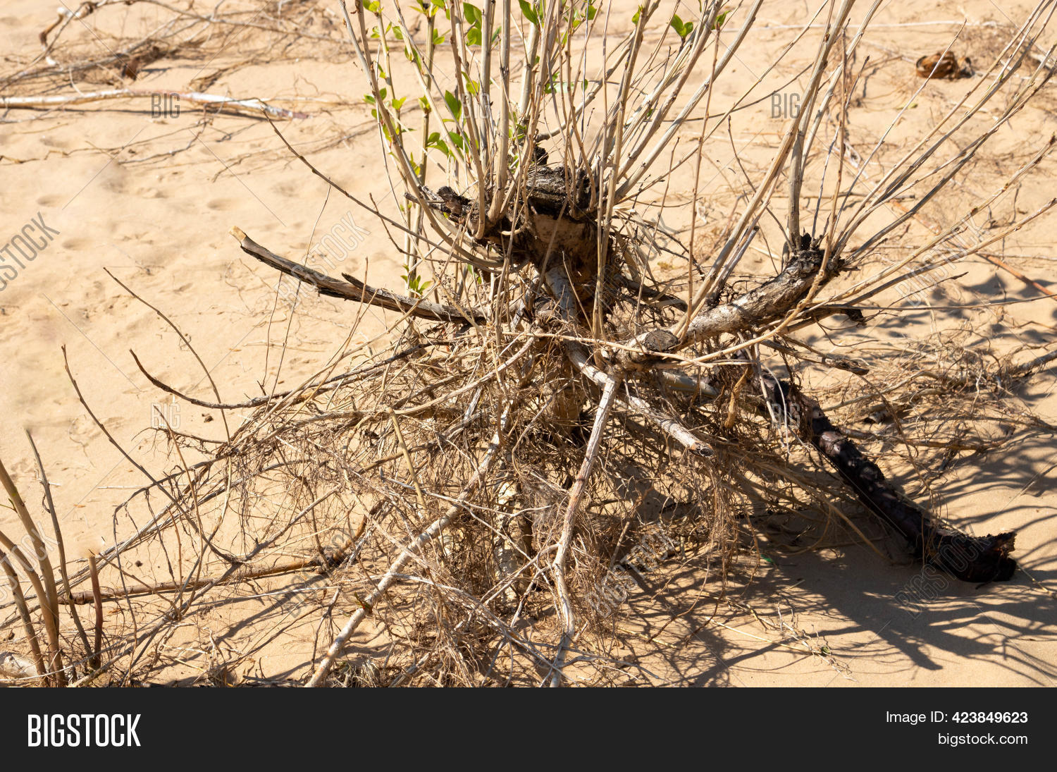 Dry Shrub Grown Image & Photo (Free Trial) | Bigstock