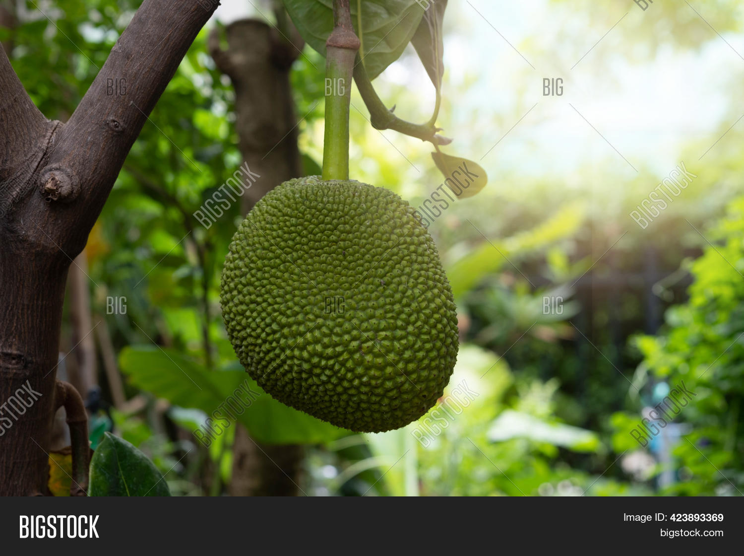 Jackfruit Tree Sweet Image & Photo (Free Trial) | Bigstock