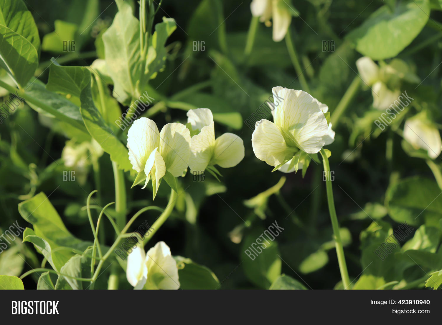 Blooming Vegetable Pea Image & Photo (Free Trial) | Bigstock