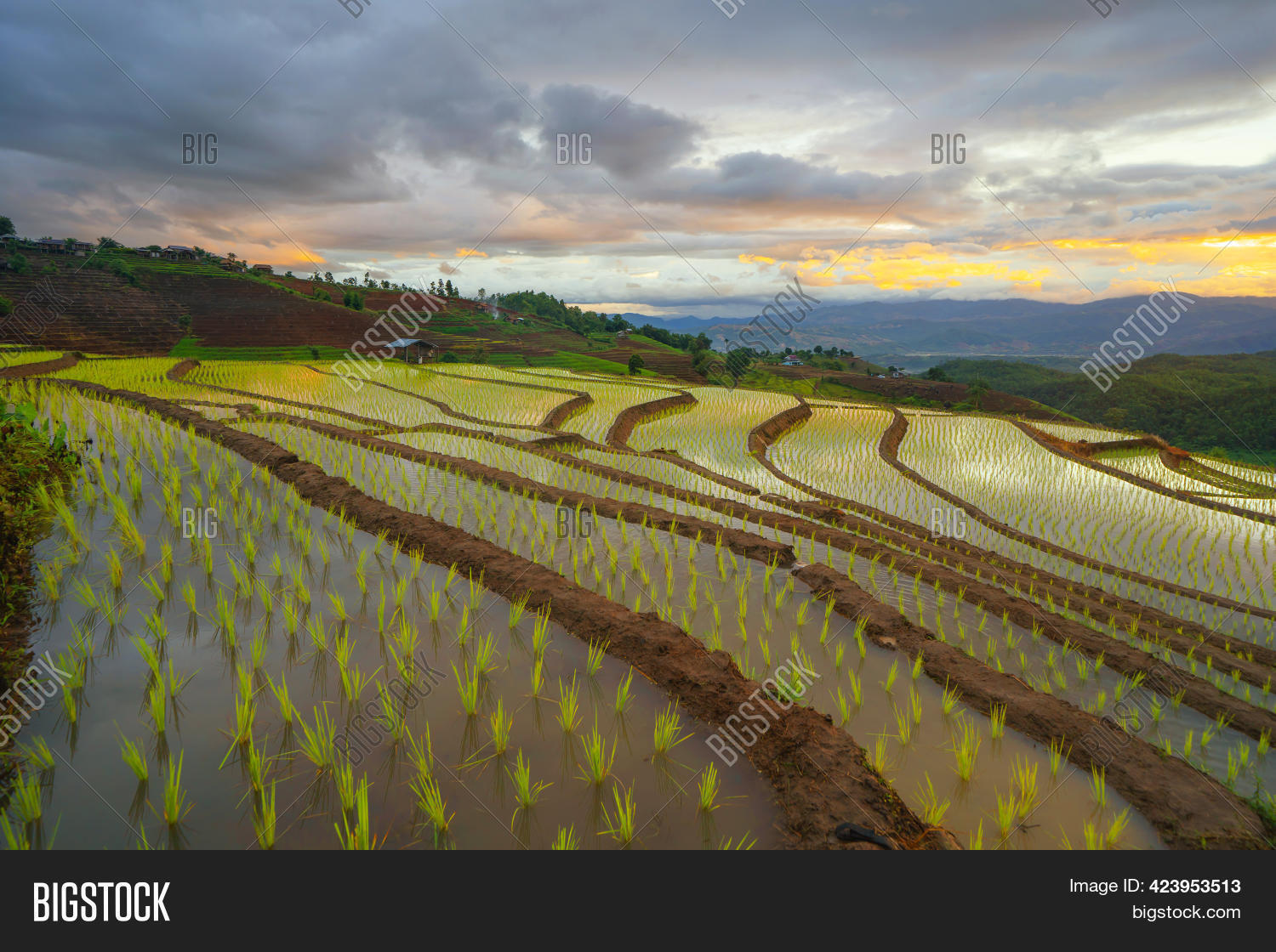 Paddy Rice Terraces Image & Photo (Free Trial) | Bigstock