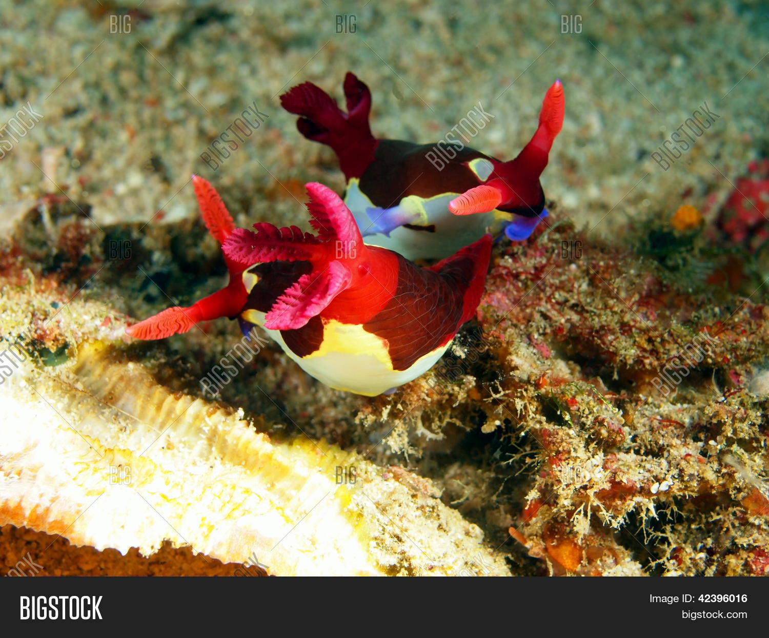 Sea Slugs Philippine Image & Photo (Free Trial) | Bigstock