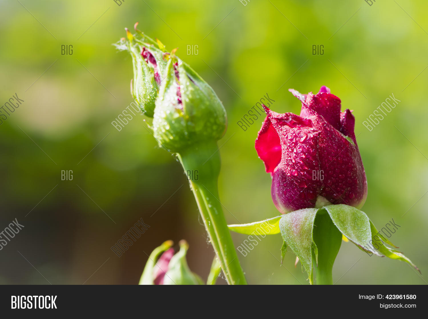 Red Rose. Rose Buds Image & Photo (Free Trial) | Bigstock