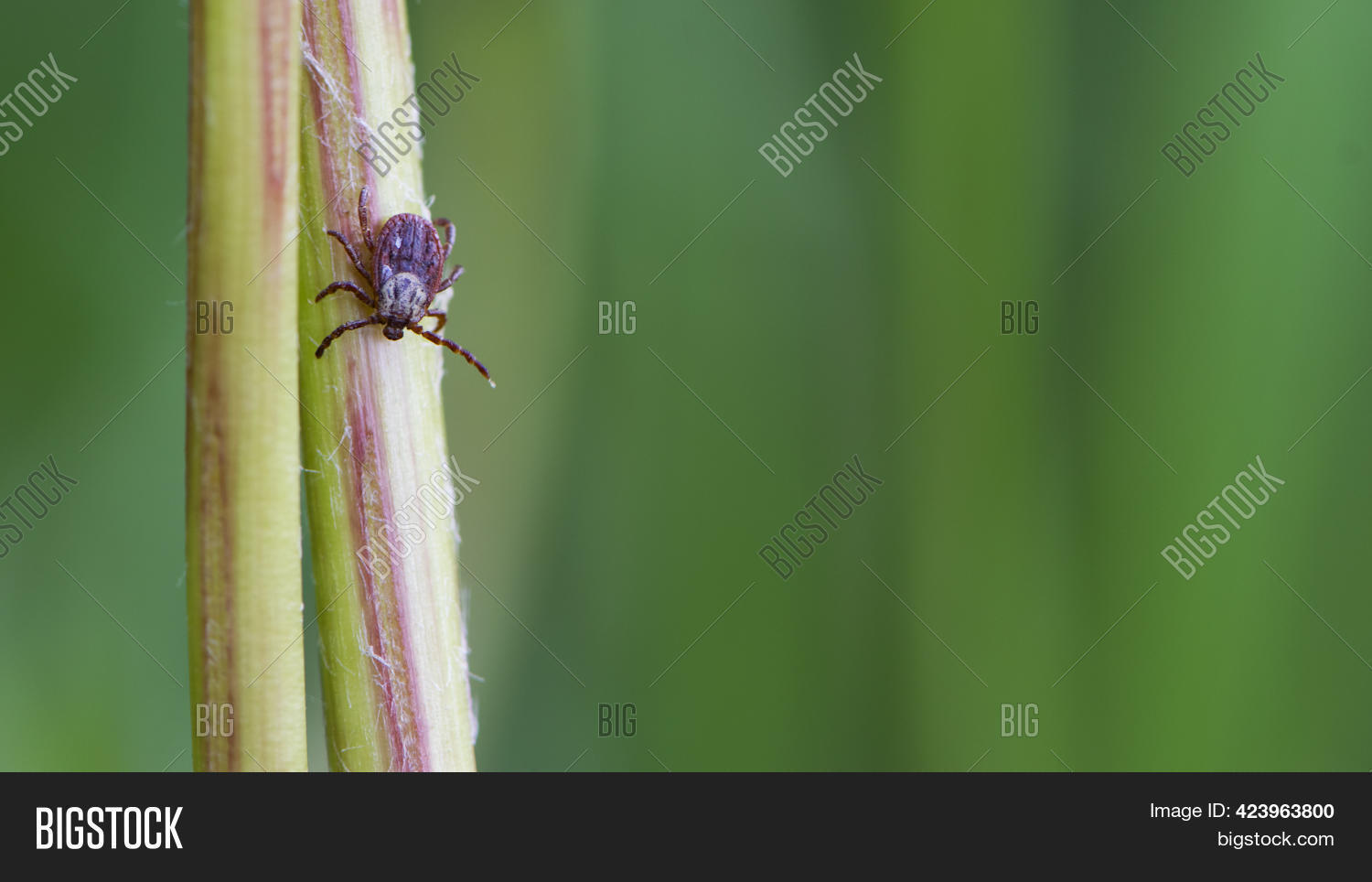 Mite. Acari Sitting On Image & Photo (Free Trial) | Bigstock