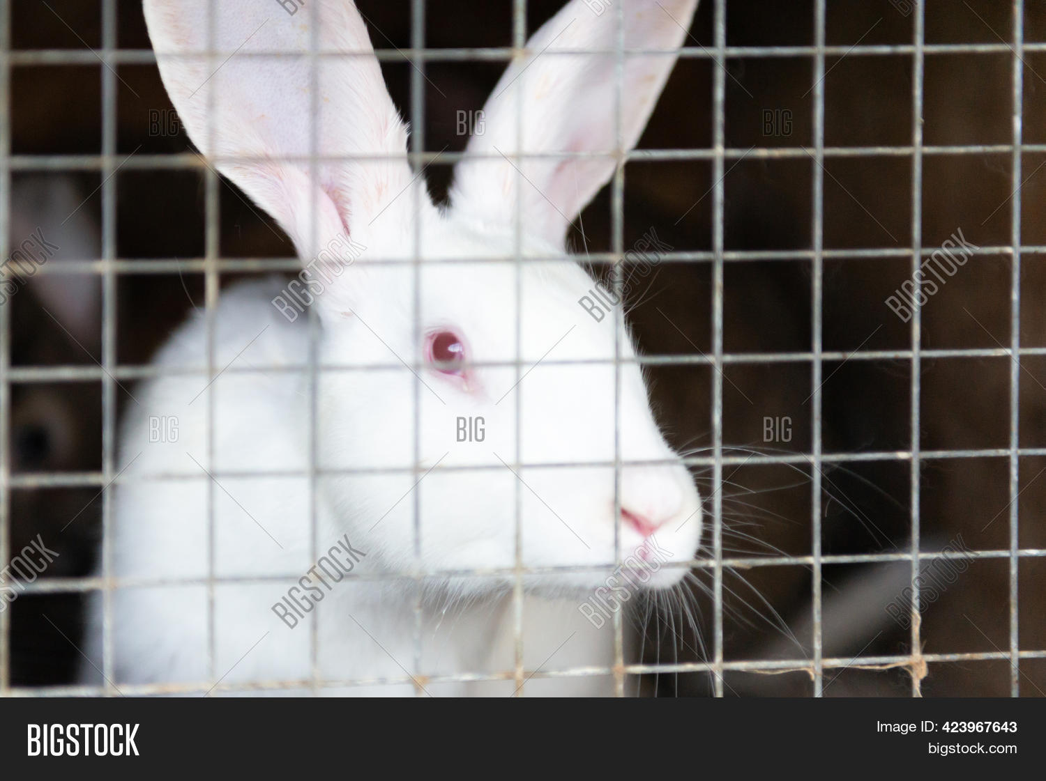 White Rabbit Red Eyes Image & Photo (Free Trial) | Bigstock