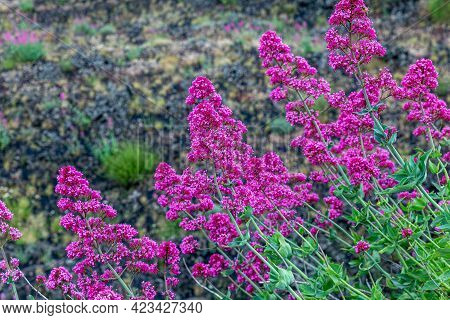 Splendid Broom Magenta Image & Photo (Free Trial) | Bigstock