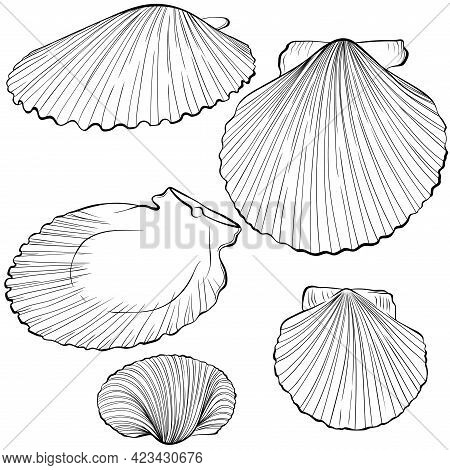 Scallop Shells Vector & Photo (Free Trial) | Bigstock