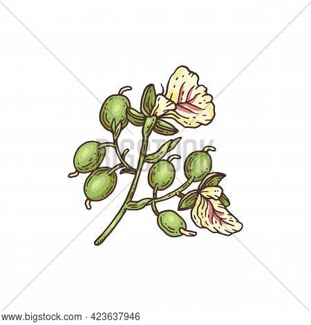 Cardamom Plant Drawing