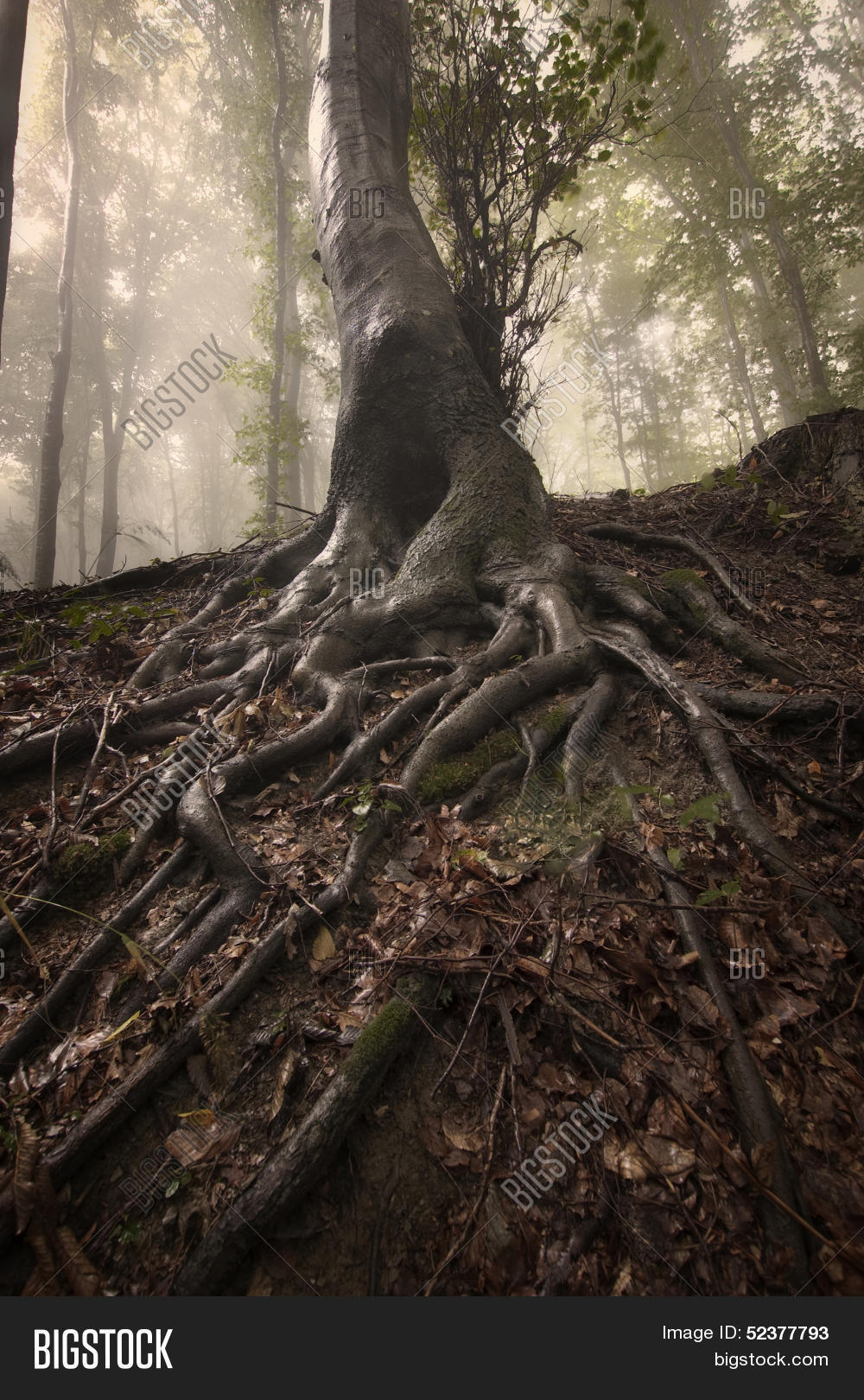 Tree Big Roots Image & Photo (Free Trial) | Bigstock