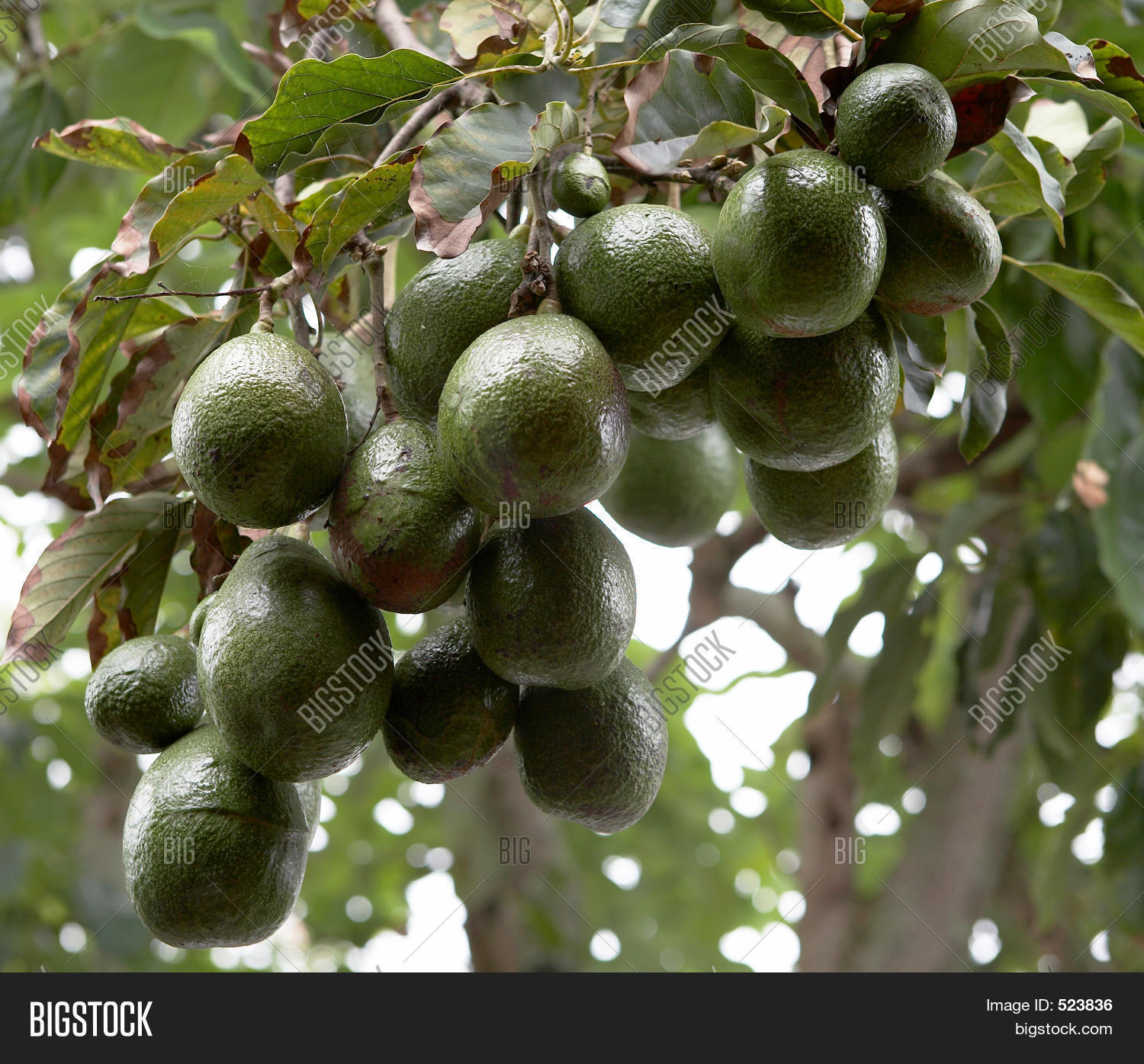 Avocado Tree Image & Photo (Free Trial) | Bigstock