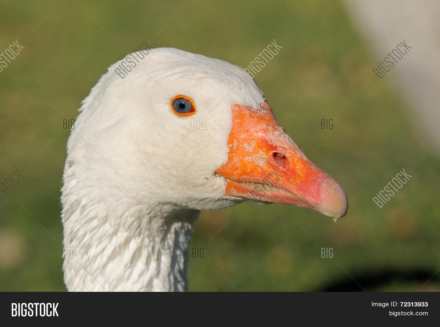 Emden Goose Image & Photo (Free Trial) | Bigstock