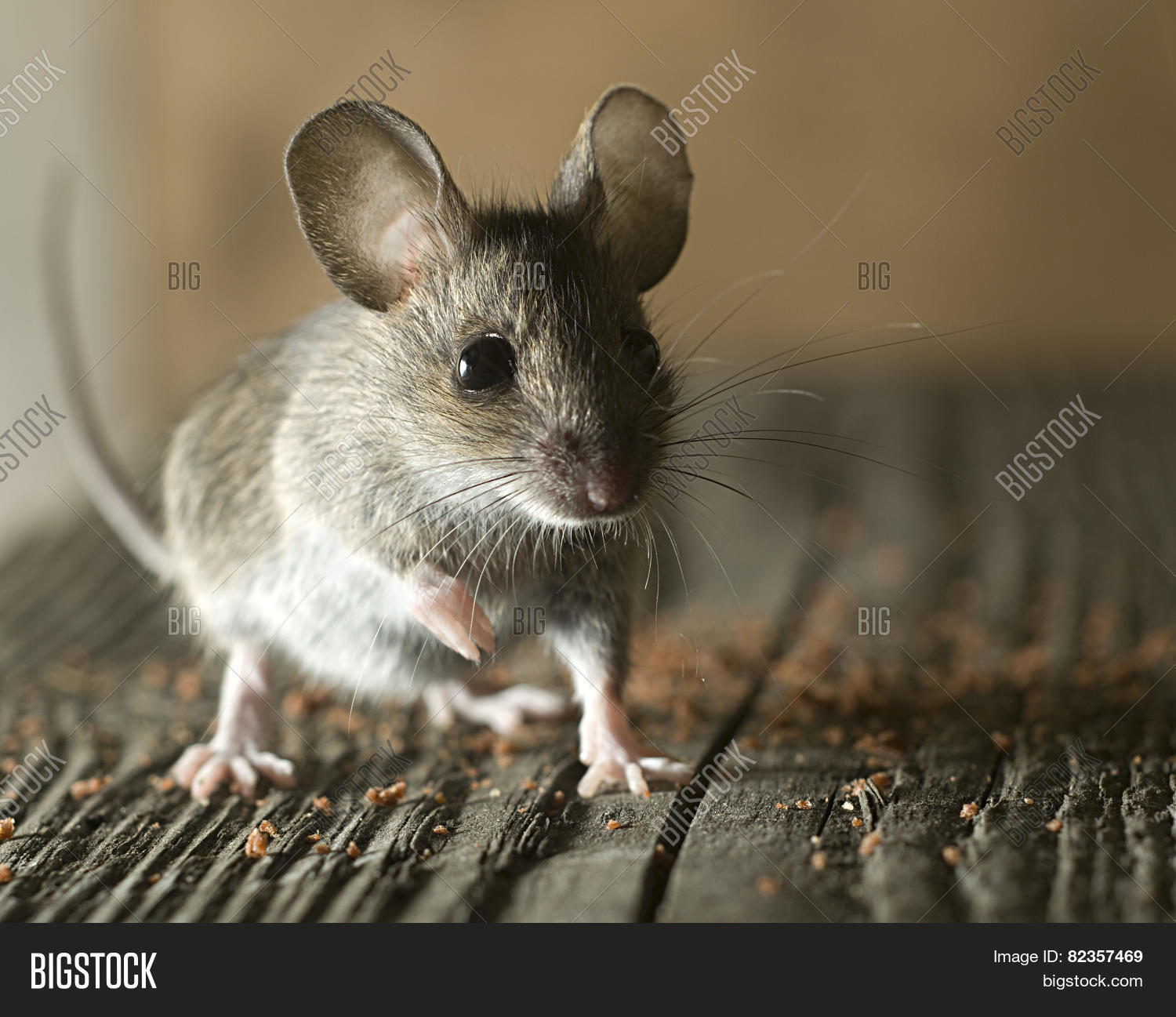 Eastern House Mouse Image & Photo (Free Trial) | Bigstock