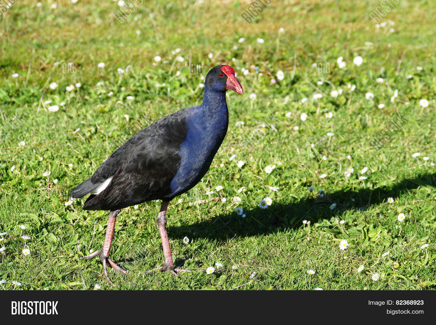 Pukeko Image & Photo (Free Trial) | Bigstock