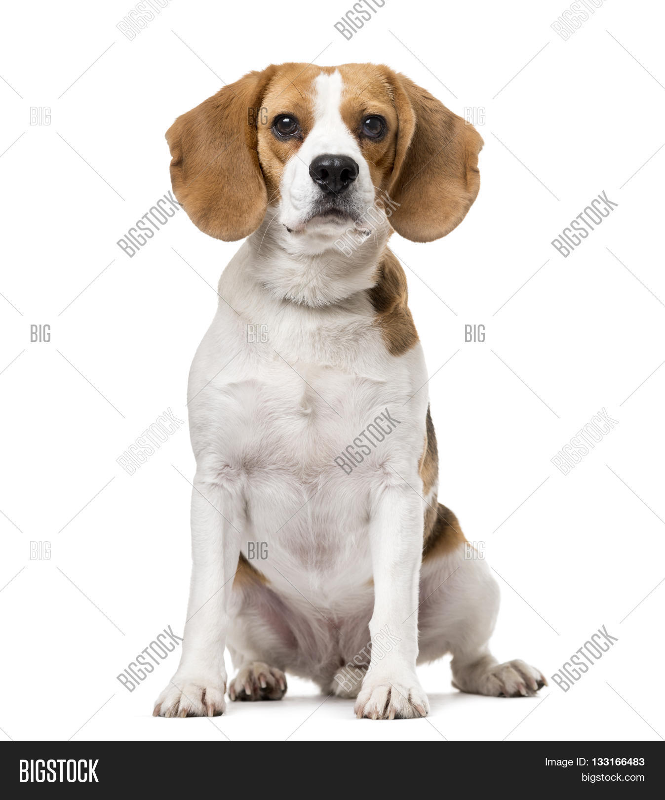 Beagle Looking Camera Image & Photo (Free Trial) | Bigstock