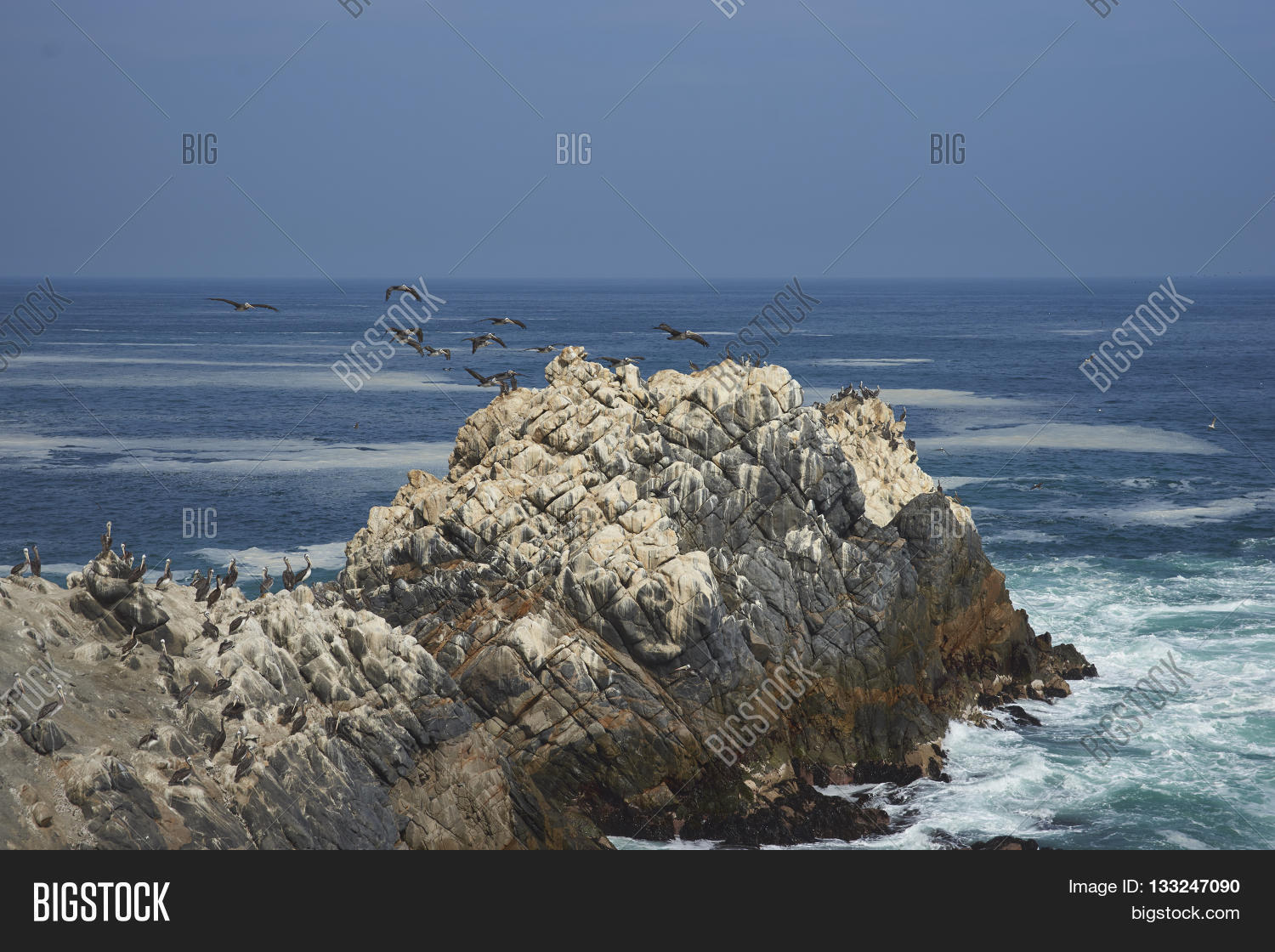 Seabirds On Guano Image & Photo (Free Trial) | Bigstock