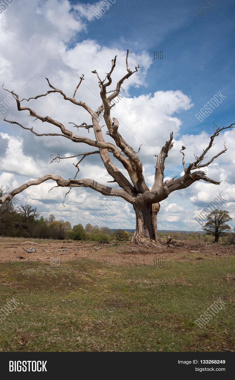 Large Gnarled Dead Image & Photo (Free Trial) | Bigstock