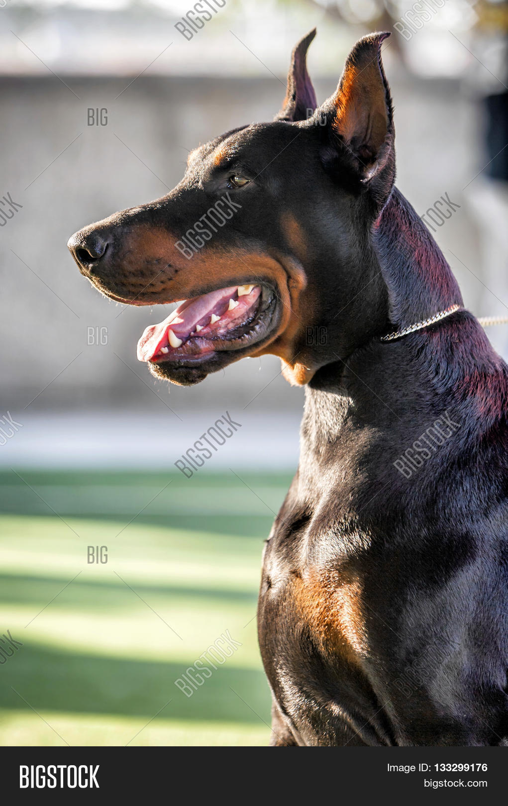 Doberman Pinscher Police Dog