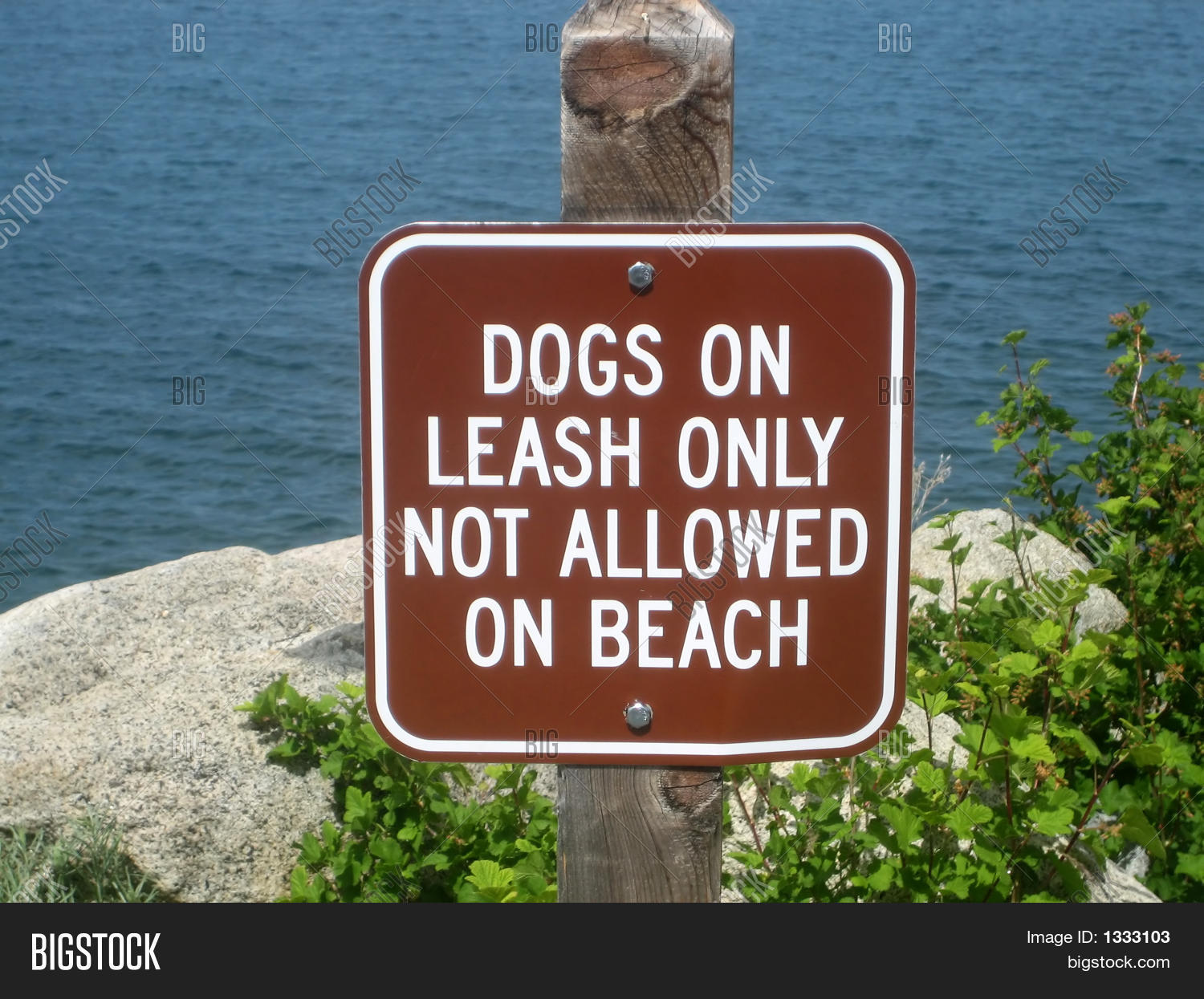 No Dogs Image & Photo (Free Trial) | Bigstock