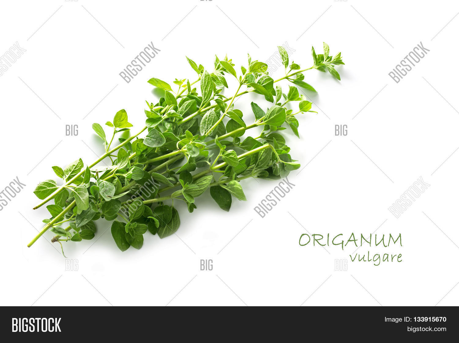 Fresh Green Oregano Image & Photo (Free Trial) | Bigstock