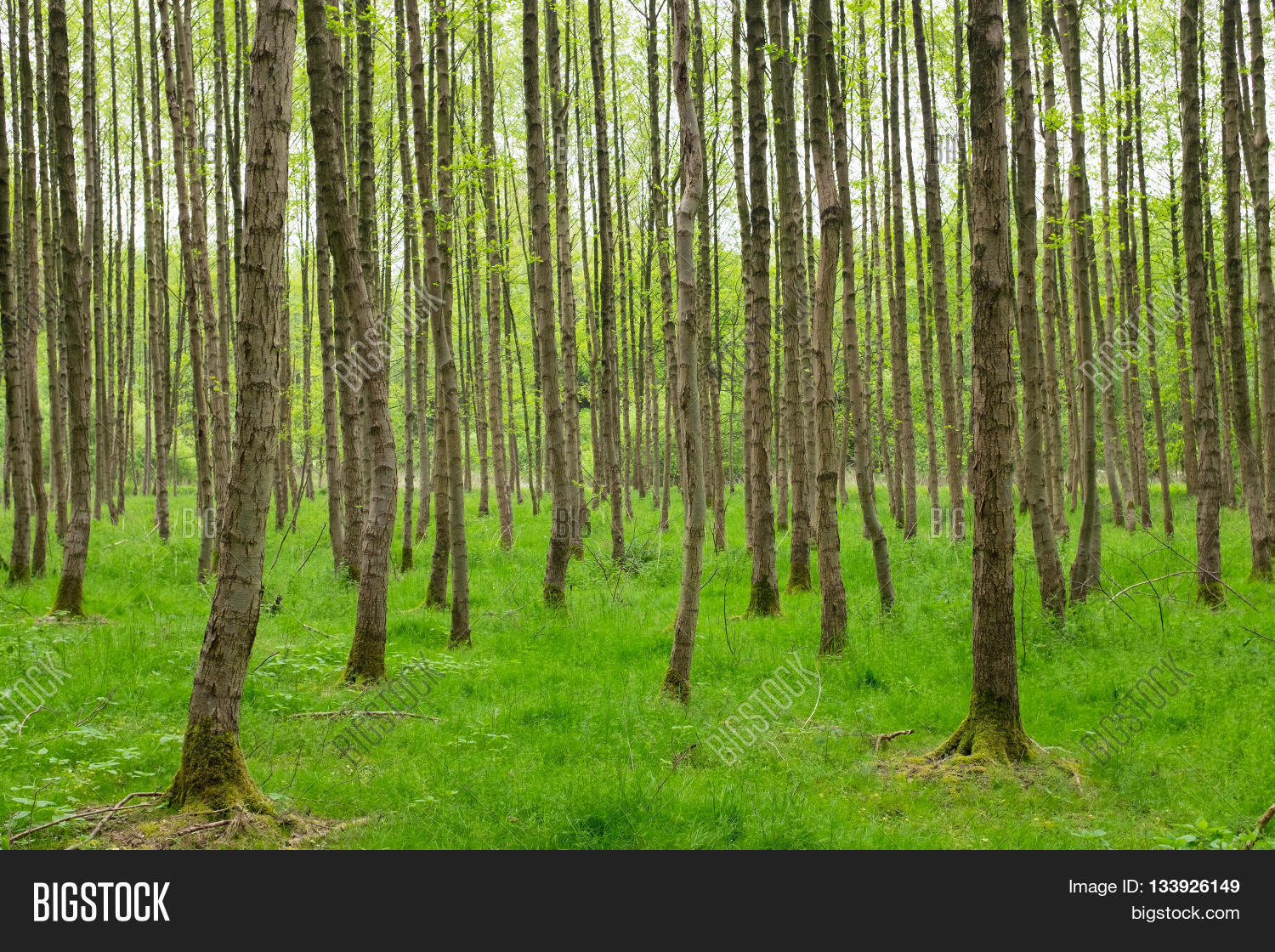 Beautiful Forrest Image & Photo (Free Trial) | Bigstock