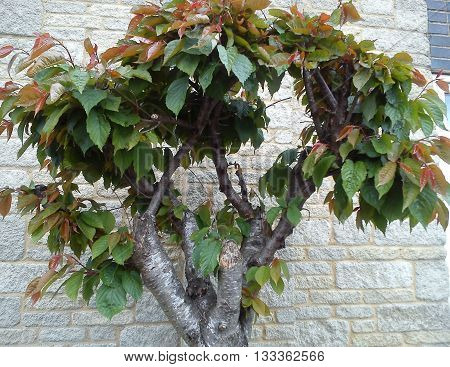 This Tree Looks Like Image & Photo (Free Trial) | Bigstock