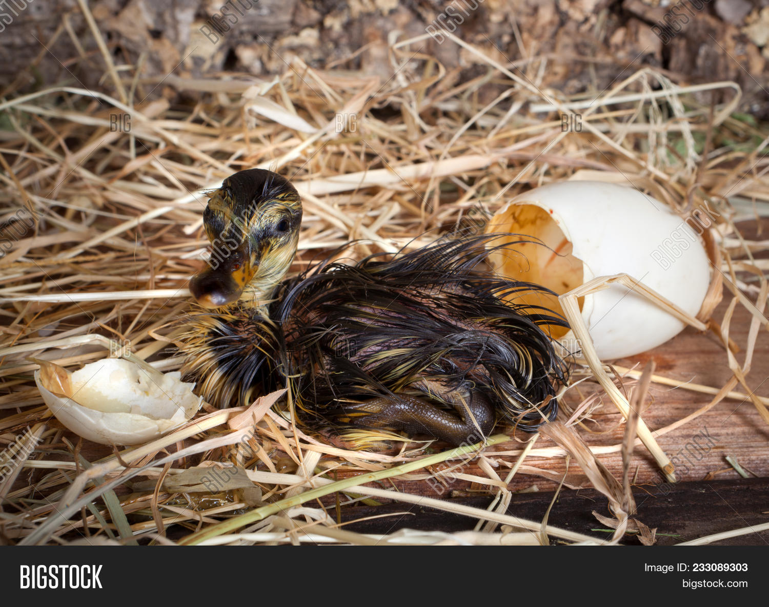 Little Duckling Image & Photo (Free Trial) | Bigstock