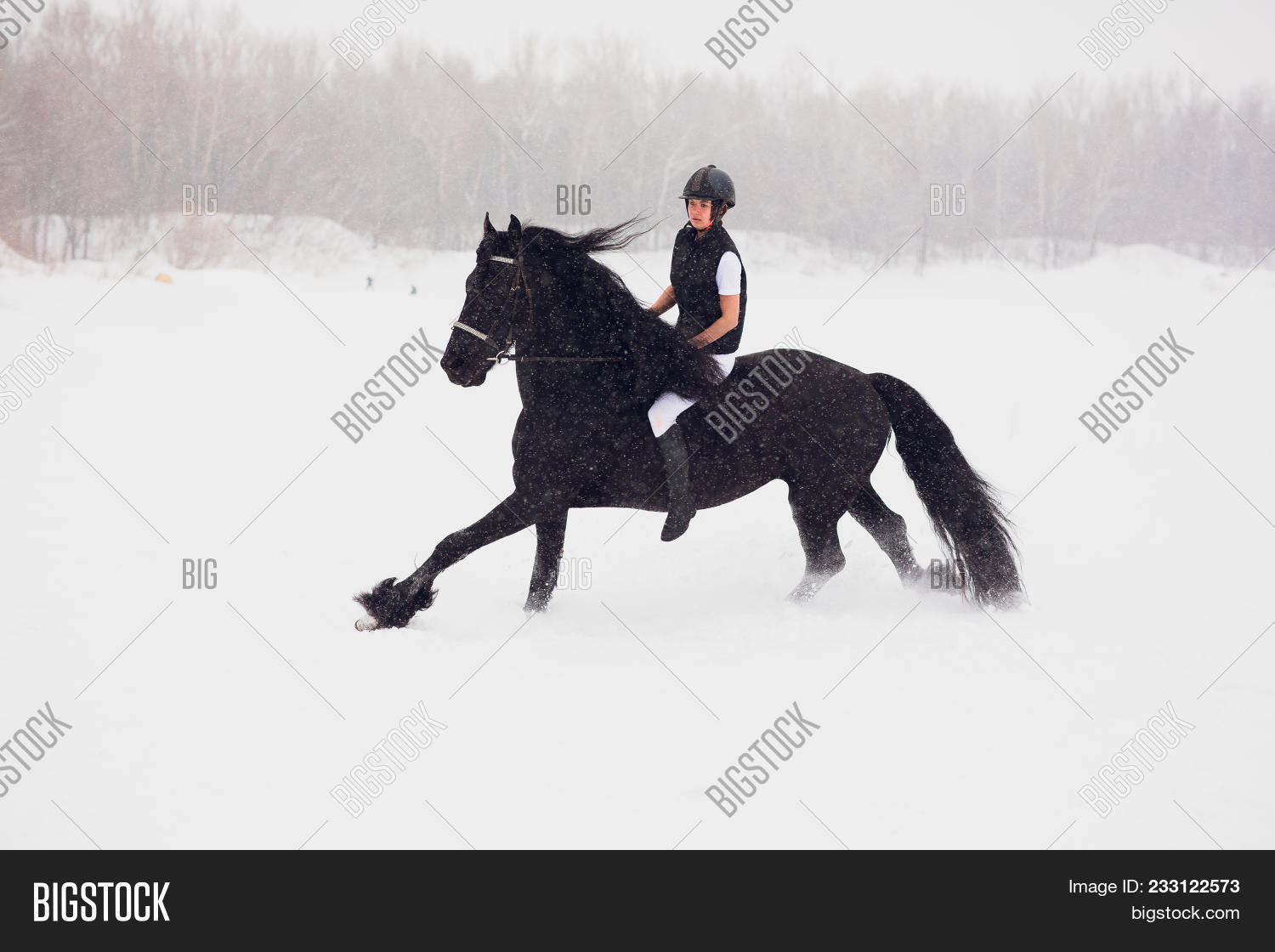 Friesian Stallion Image & Photo (Free Trial) | Bigstock