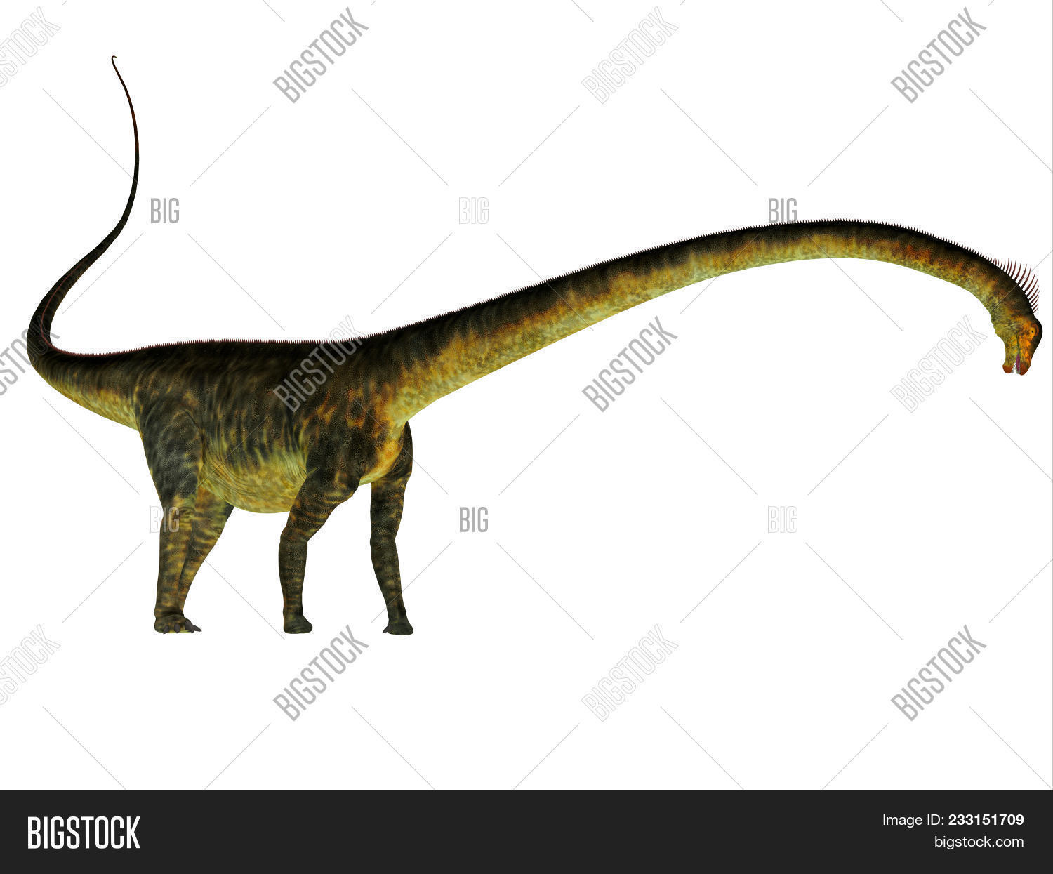 Barosaurus Dinosaur Image & Photo (Free Trial) | Bigstock