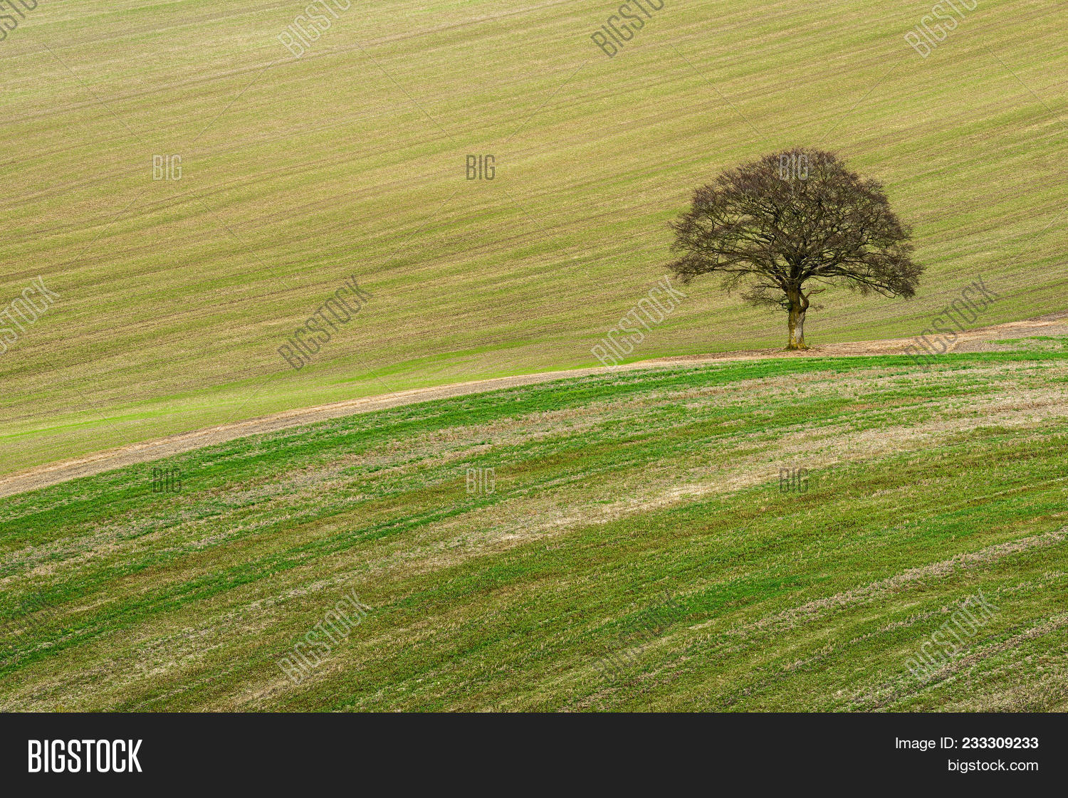 Lone Tree Field On Image & Photo (Free Trial) | Bigstock