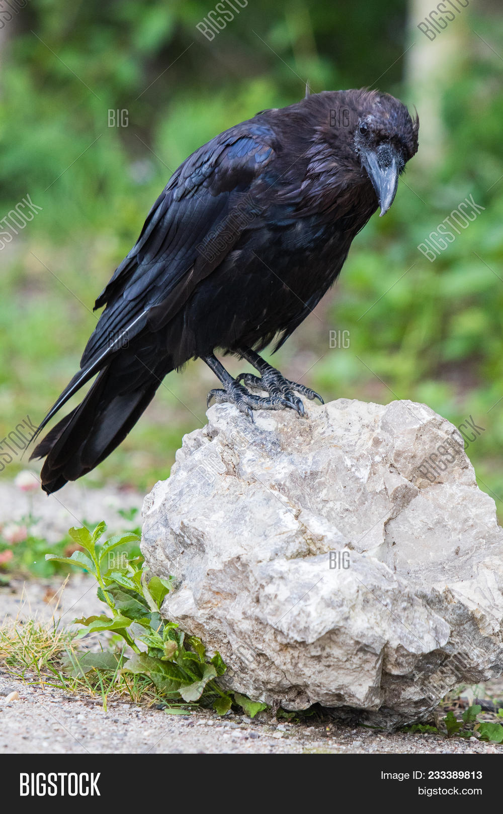 Common Raven (corvus Image & Photo (Free Trial) | Bigstock