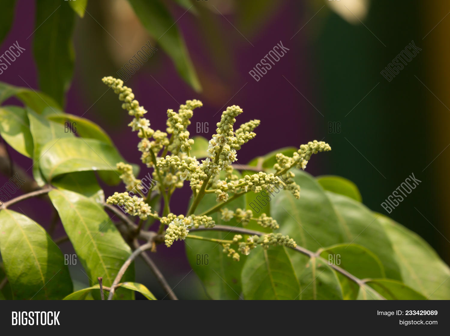 Longan Flower