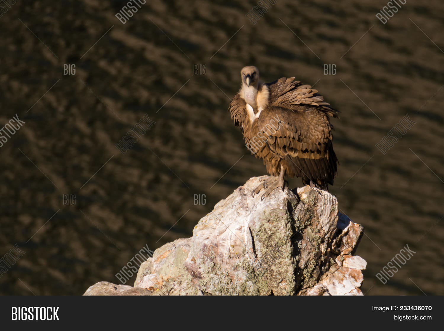 Flying Griffon Vulture Image & Photo (Free Trial) | Bigstock
