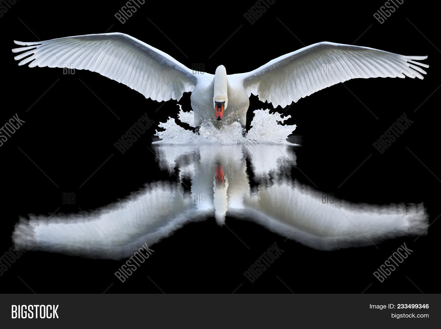 Swan Wings