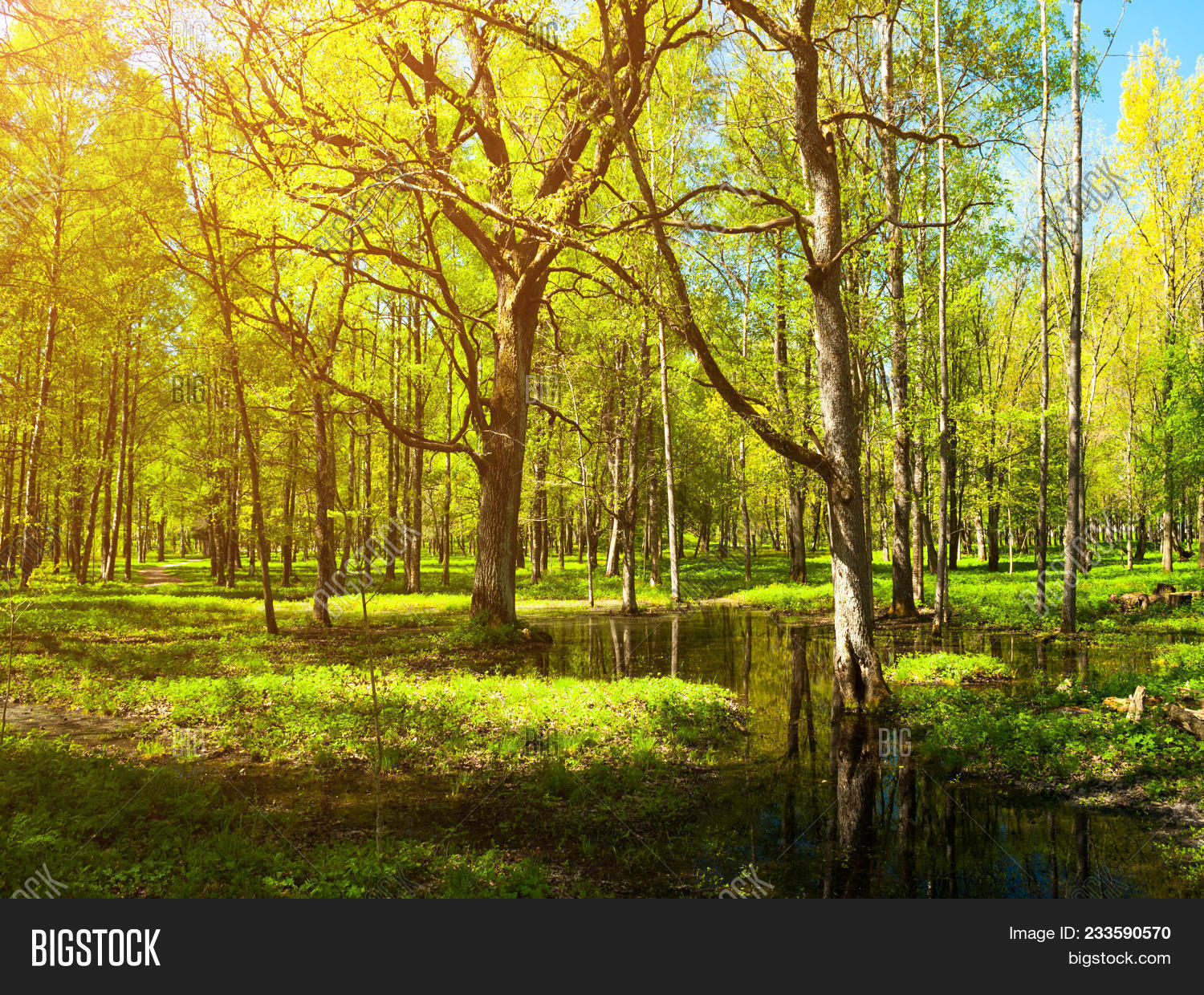 Spring Forest Image & Photo (Free Trial) | Bigstock
