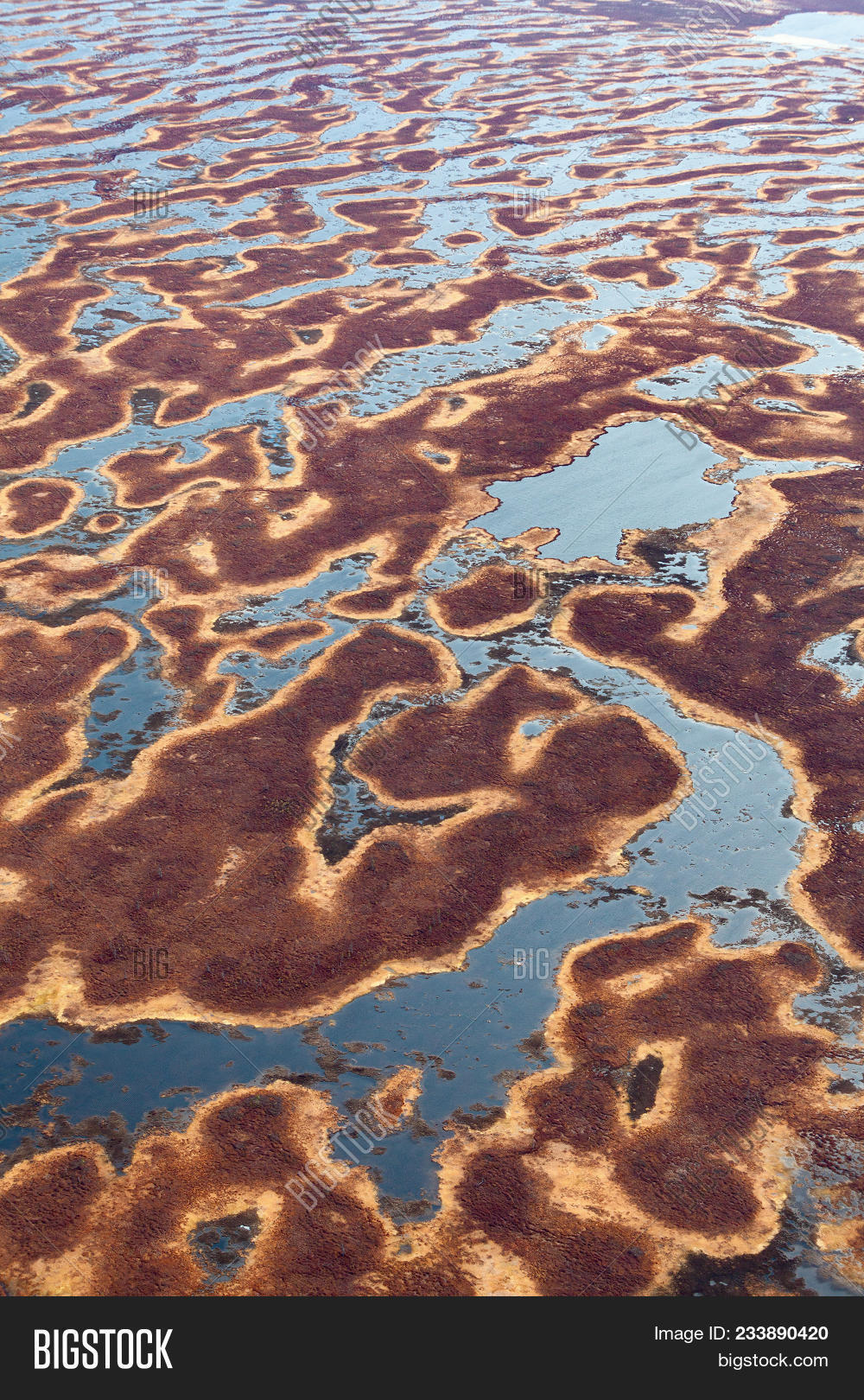 Swamp, Top View Image & Photo (Free Trial) | Bigstock